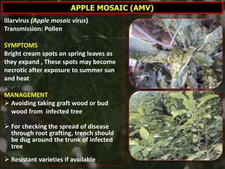Apple diseases BY SAJAD | PPTX