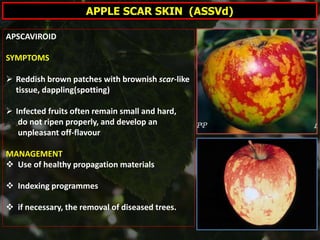 Apple diseases BY SAJAD | PPTX