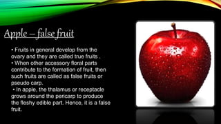 APPLE industrial crops.pptx