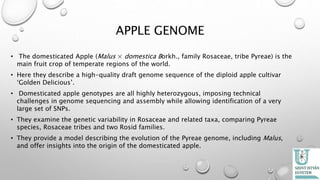 Apple genome | PPTX