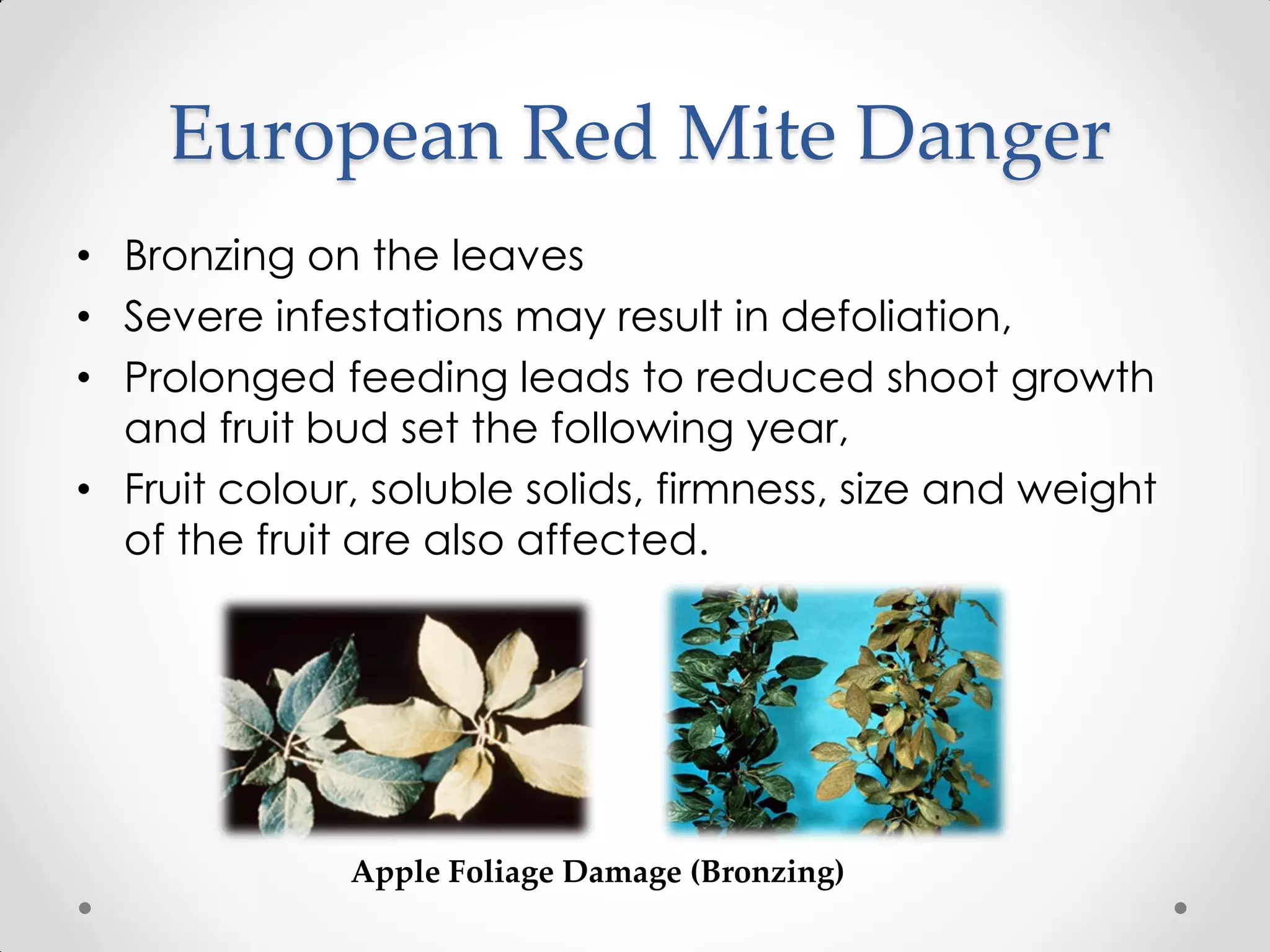 Apple Insects & Mite Pest | PDF