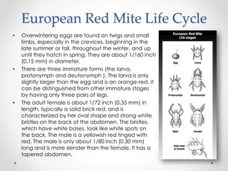 Apple Insects & Mite Pest | PDF