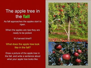 Apple orchard | PPTX