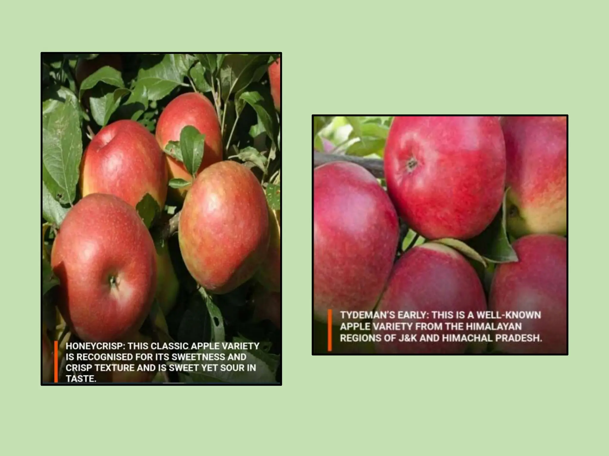 Temperate fruit crop production technology of Apple | PPTX