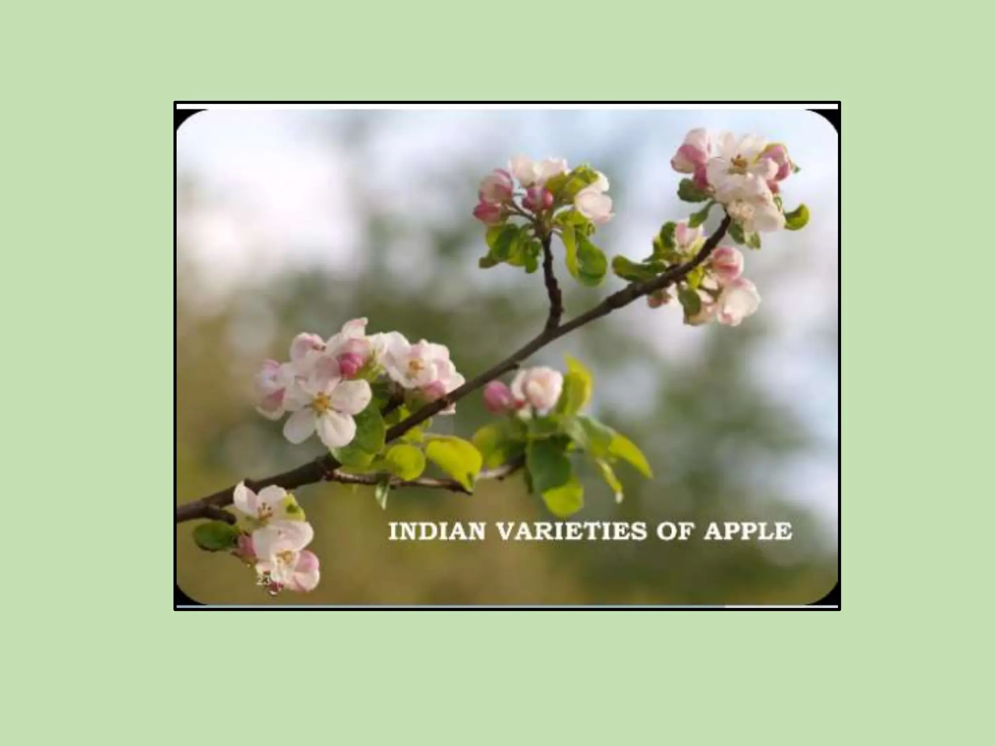 Temperate fruit crop production technology of Apple | PPTX
