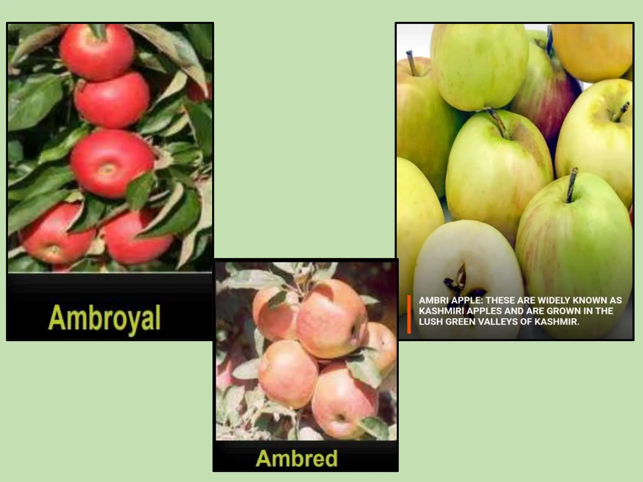 Temperate fruit crop production technology of Apple | PPTX