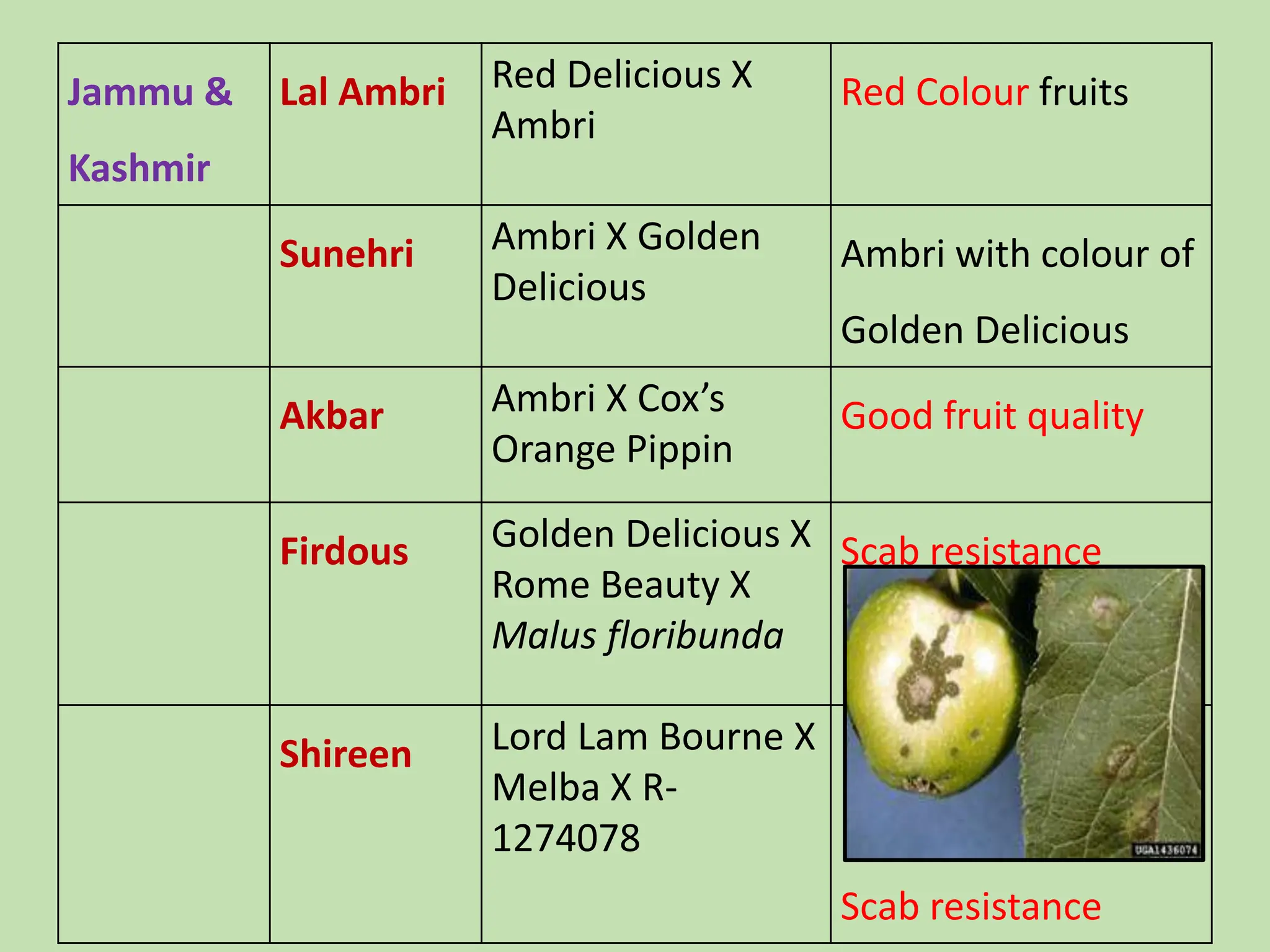 Temperate fruit crop production technology of Apple | PPTX