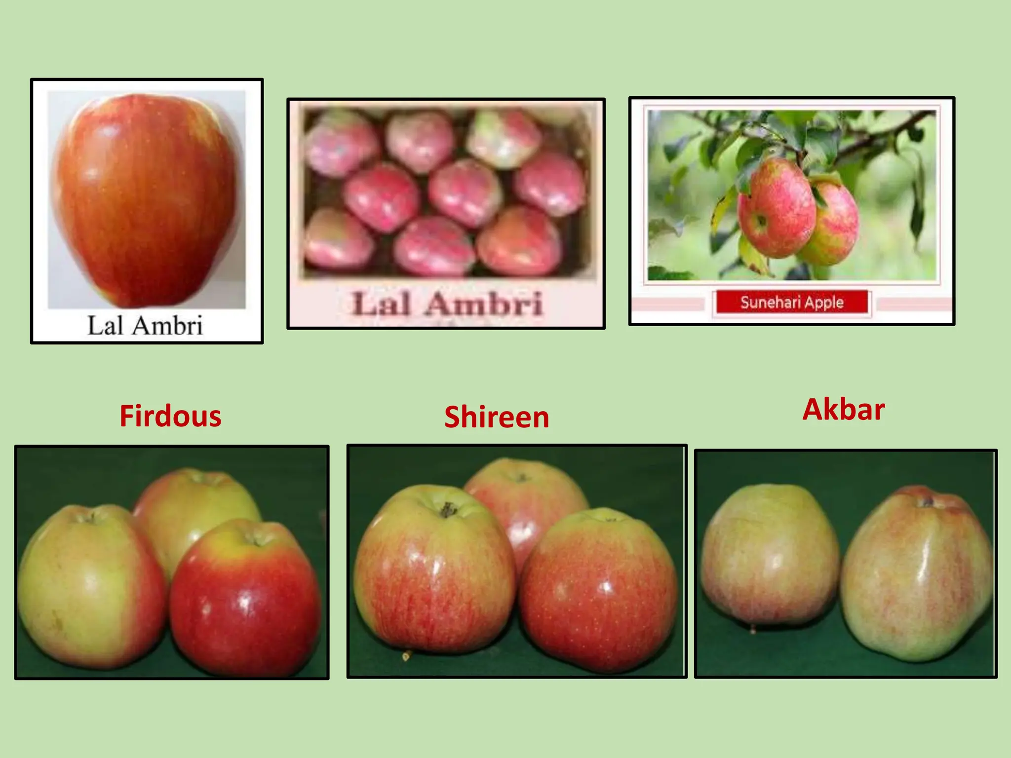 Temperate fruit crop production technology of Apple | PPTX