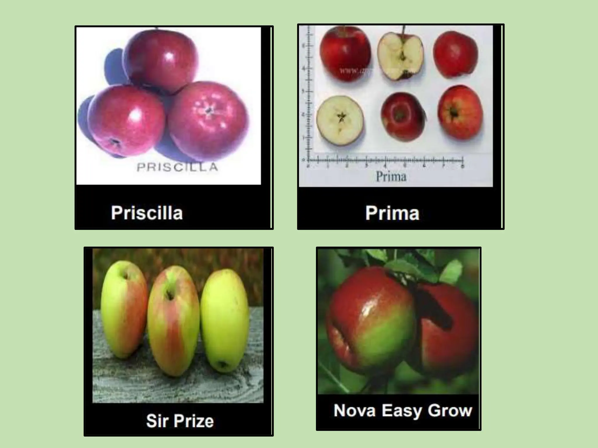 Temperate fruit crop production technology of Apple | PPTX