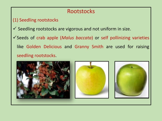 Temperate fruit crop production technology of Apple | PPTX
