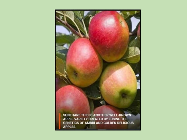 Temperate fruit crop production technology of Apple | PPTX