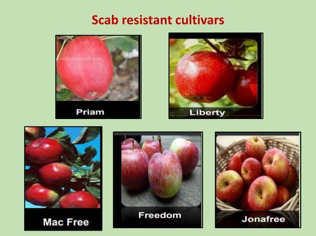 Temperate fruit crop production technology of Apple | PPTX
