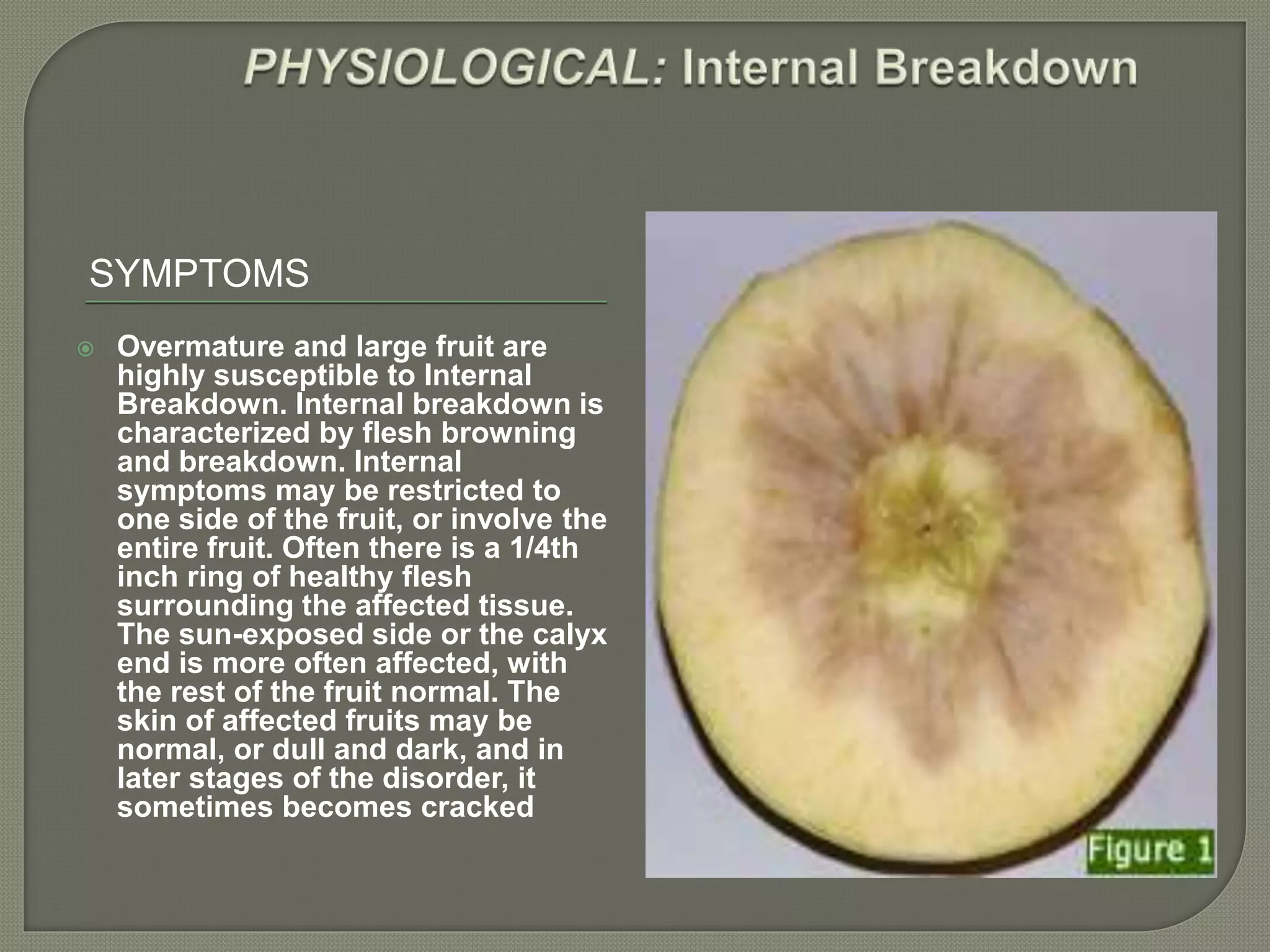 Apple physiological disorders A Lecture By Allah Dad Khan To FFS ...