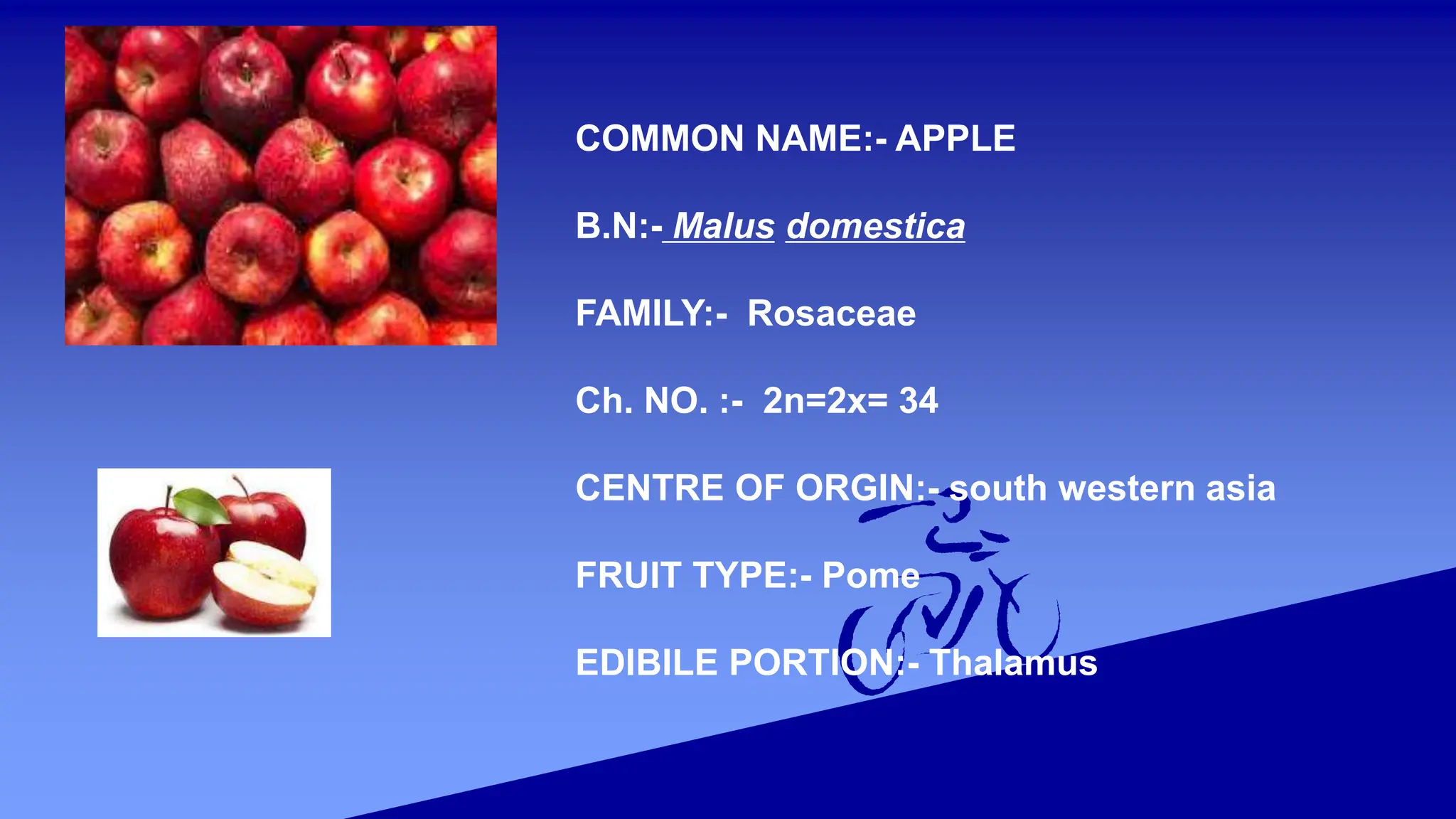 APPLE PPT.pptx