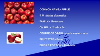 APPLE PPT.pptx