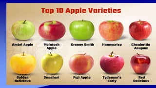 APPLE PPT.pptx