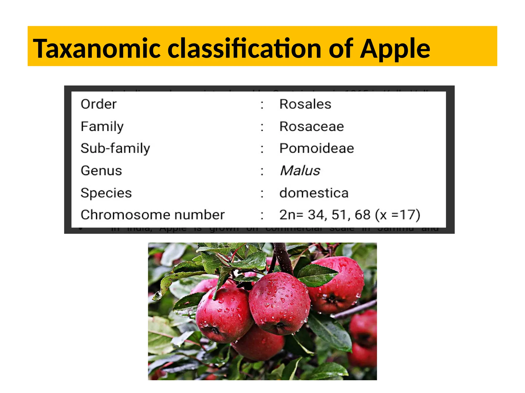 Production technology of Apple.......ppt