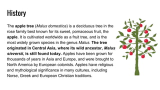 Apples | PPTX | Healthy Cooking and Eating | Food & Drink