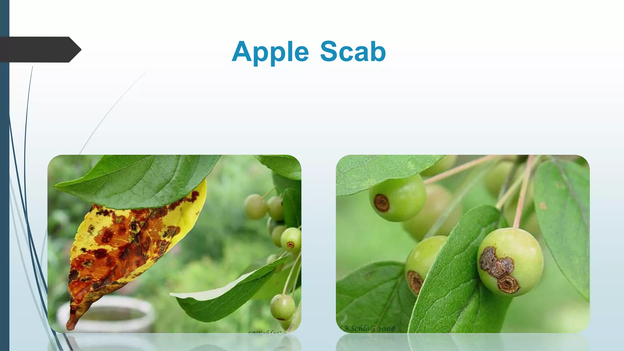 Apple scab disease | PPTX