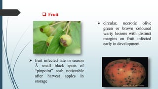 Apple scab disease | PPTX
