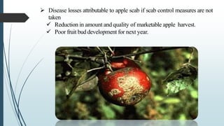 Apple scab disease | PPTX
