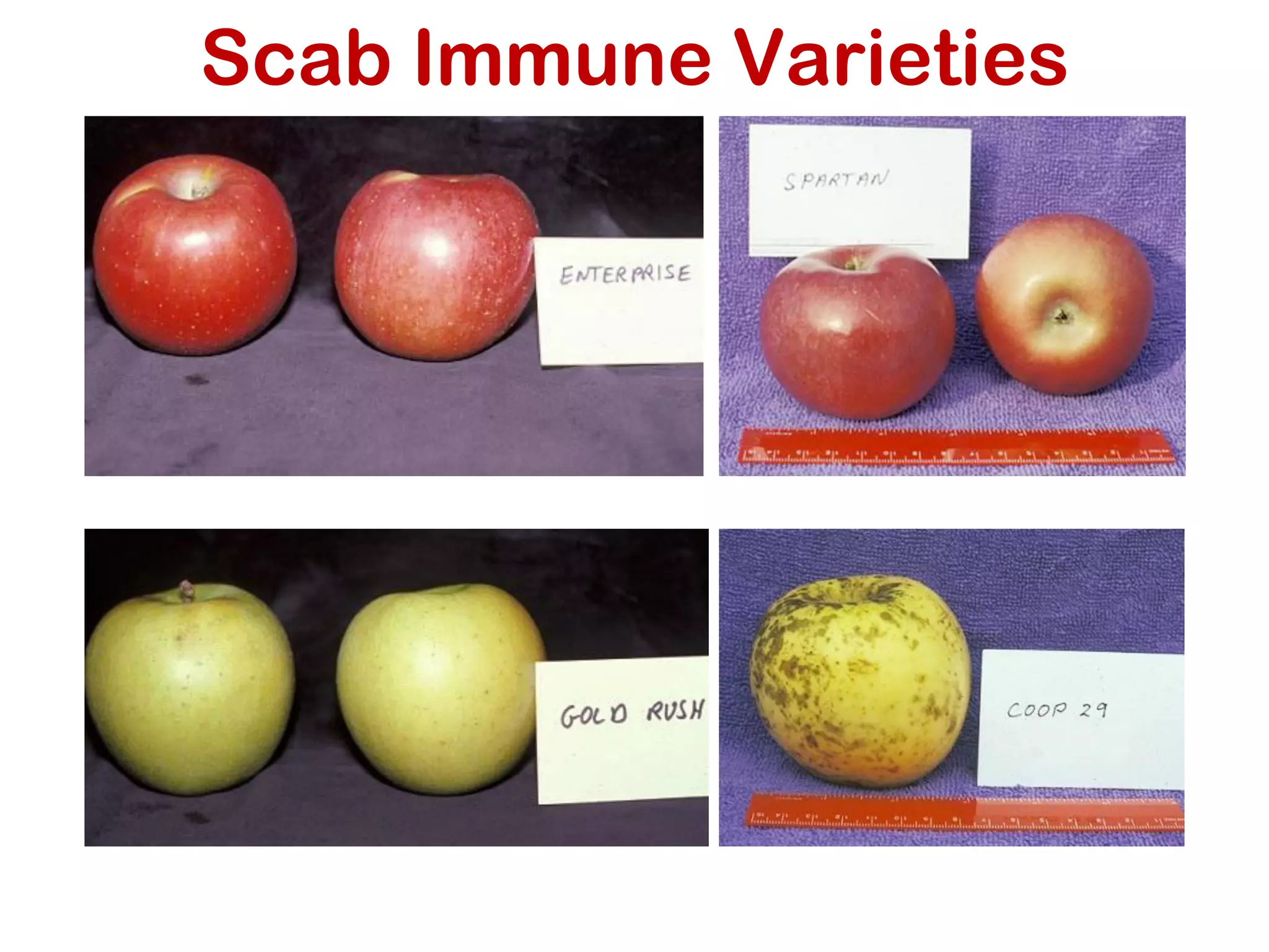 Apple scab lecture final 2018 | PDF