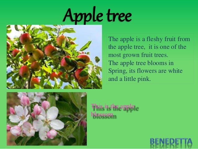Apple tree