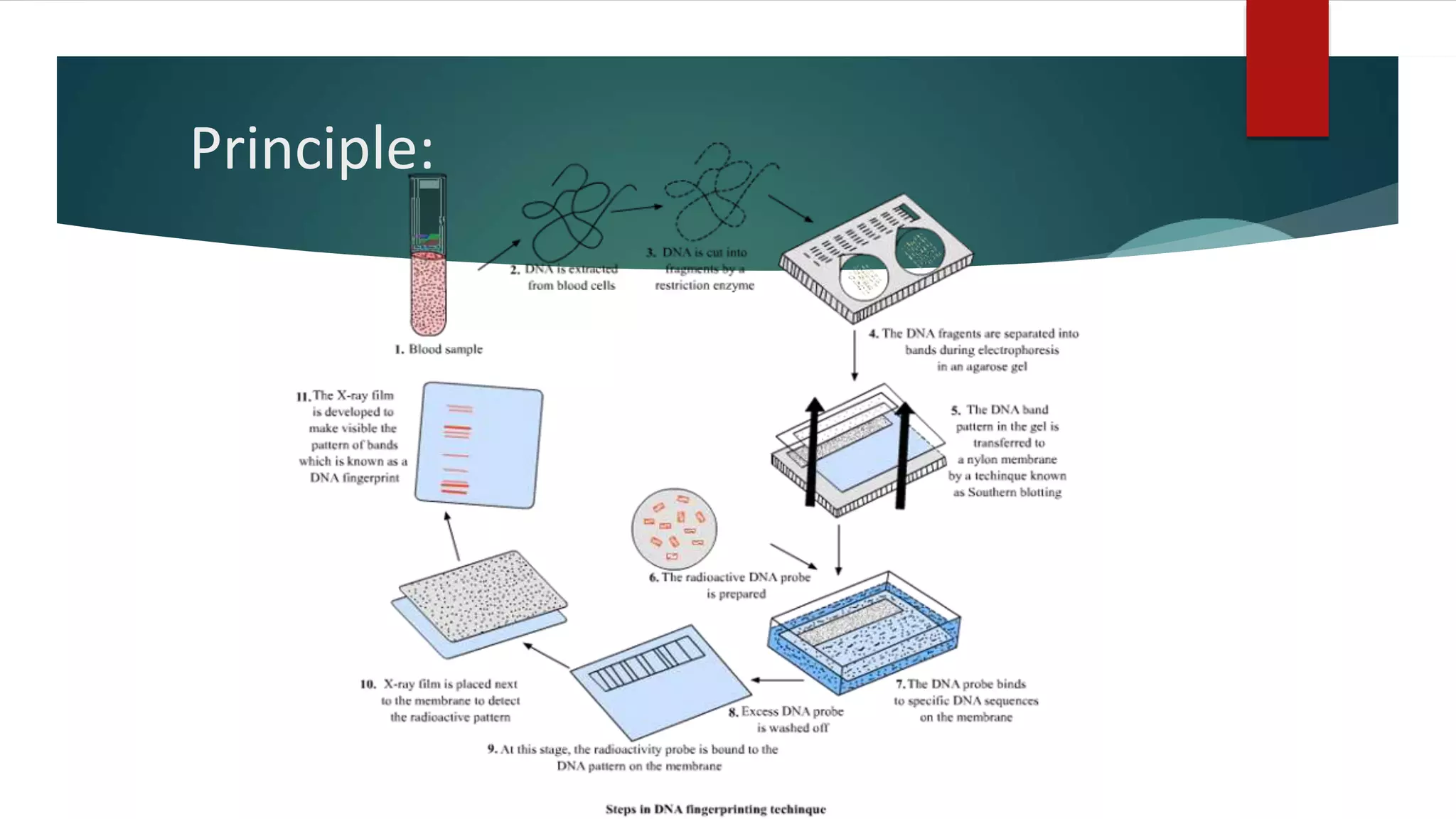 Application-of-rDNA technology-in-healthagriculture-and-environment ...