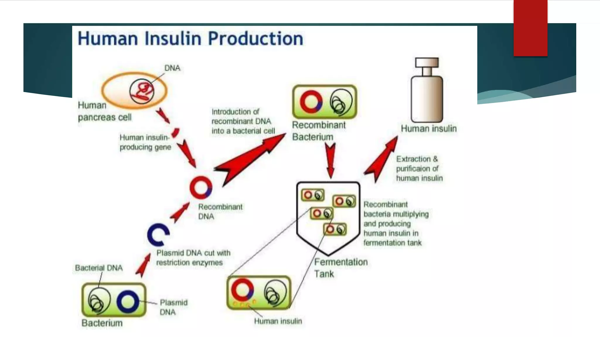 Application-of-rDNA technology-in-healthagriculture-and-environment ...