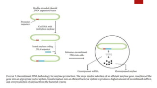 Application-of-rDNA technology-in-healthagriculture-and-environment ...