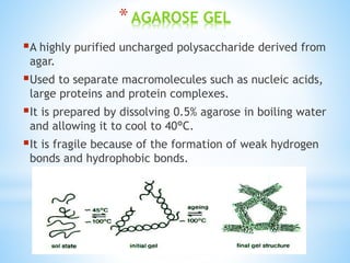 agarose-gel electrophoresis | PPTX