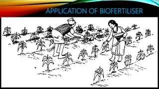 Application of biofertiliser in forest nursery | PPT