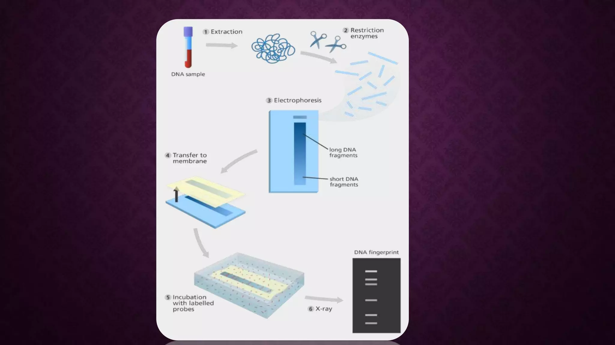 Application of biotechnology in forensic | PPTX