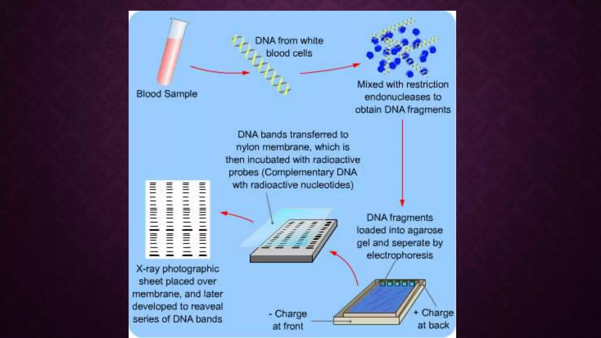 Application Of Biotechnology In Forensic Pptx