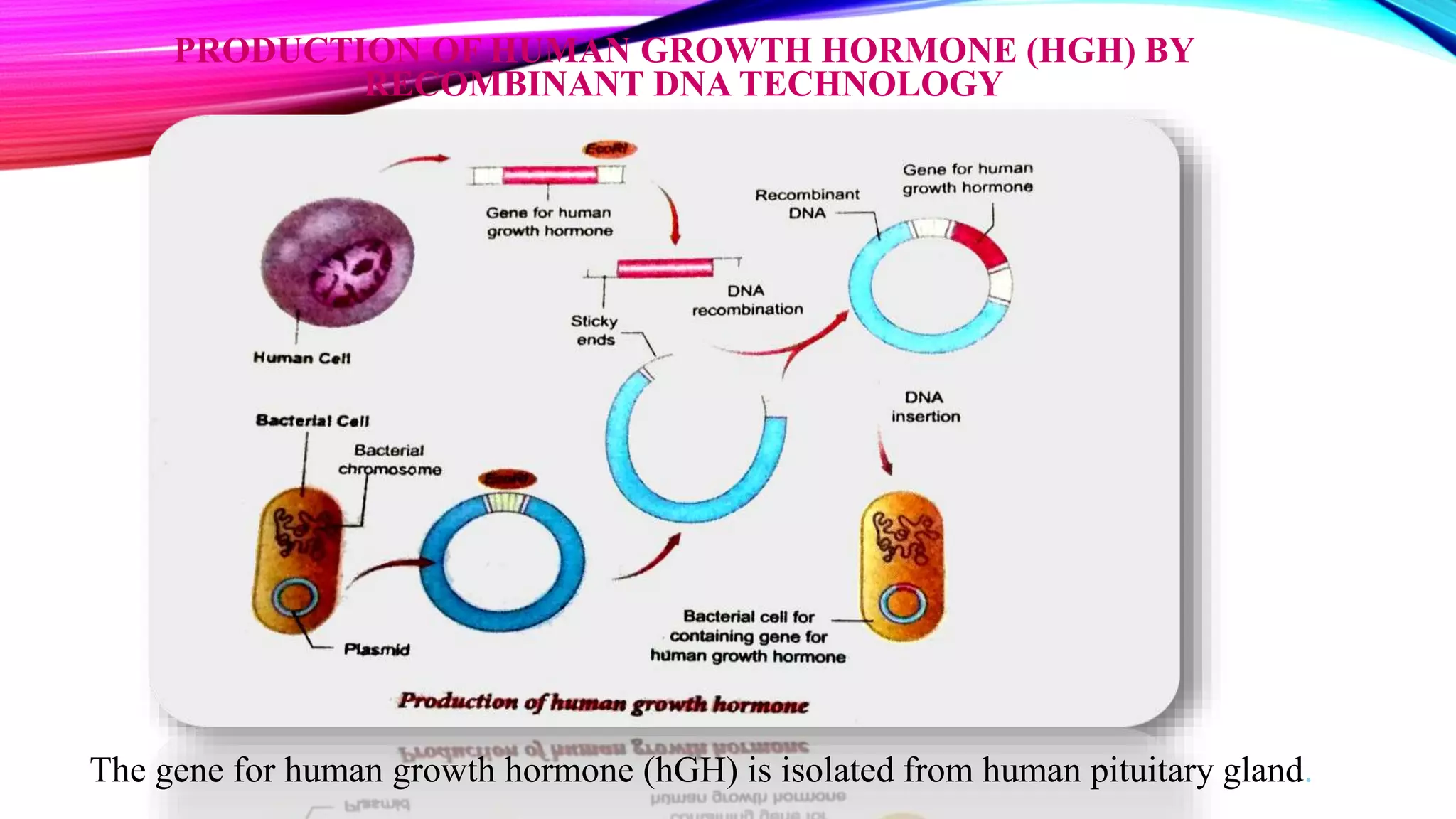 Application of biotechnology in medicine | PPTX