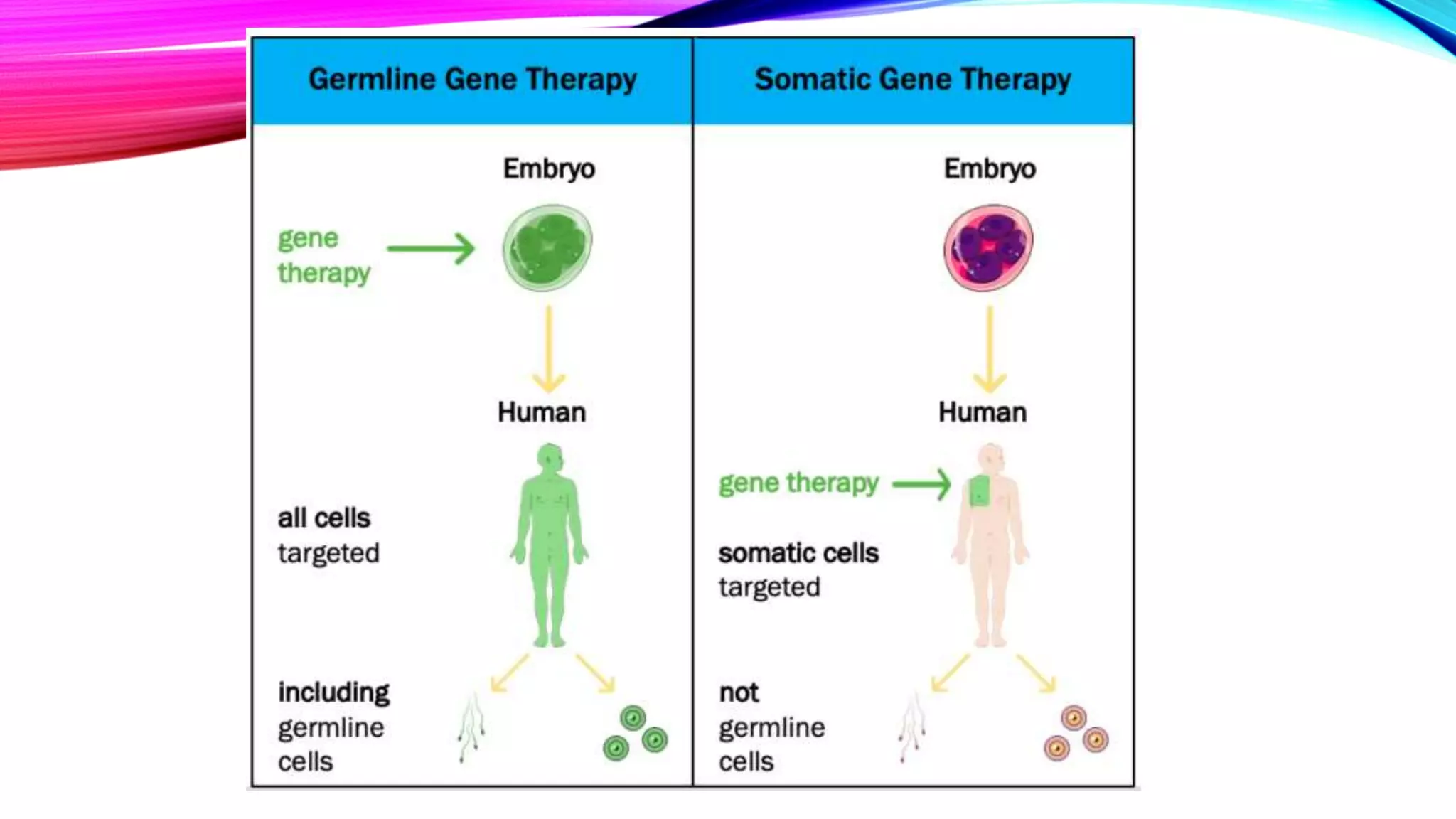 Application of biotechnology in medicine | PPTX