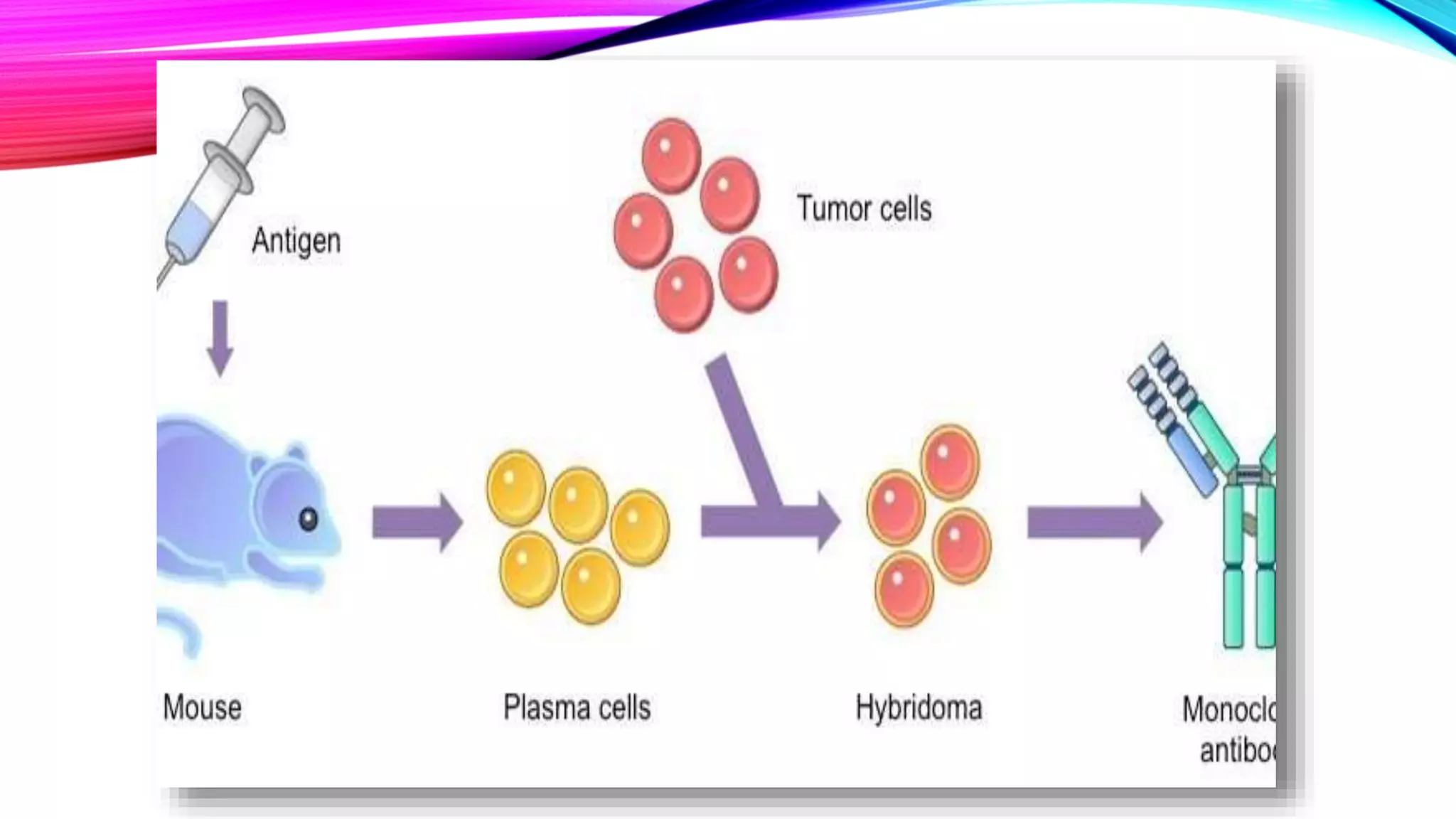 Application of biotechnology in medicine | PPTX