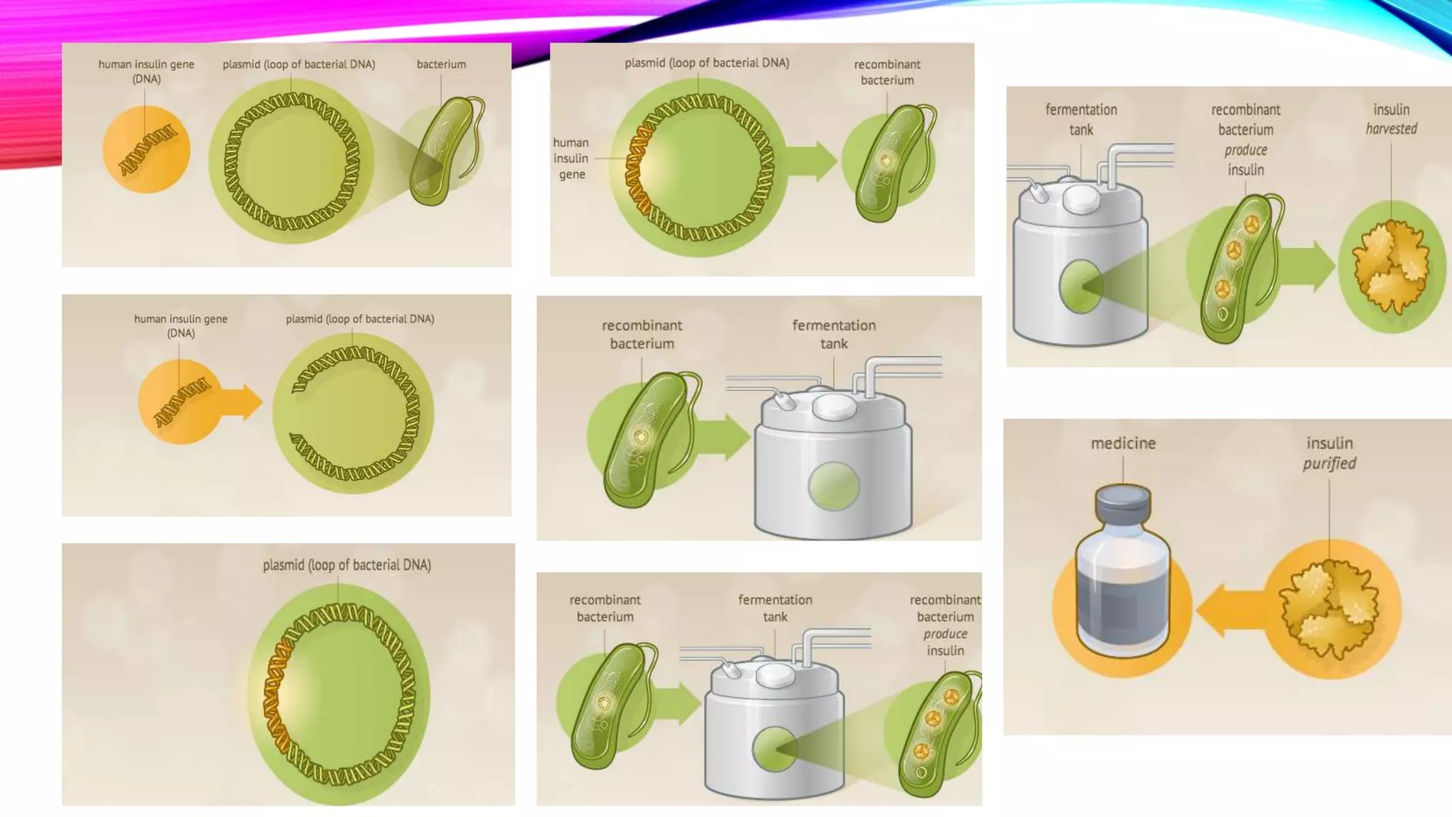 Application of biotechnology in medicine | PPTX