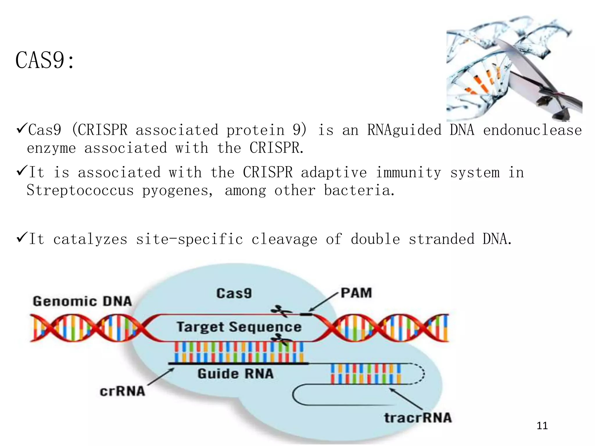 Application of crispr in cancer therapy | PPTX
