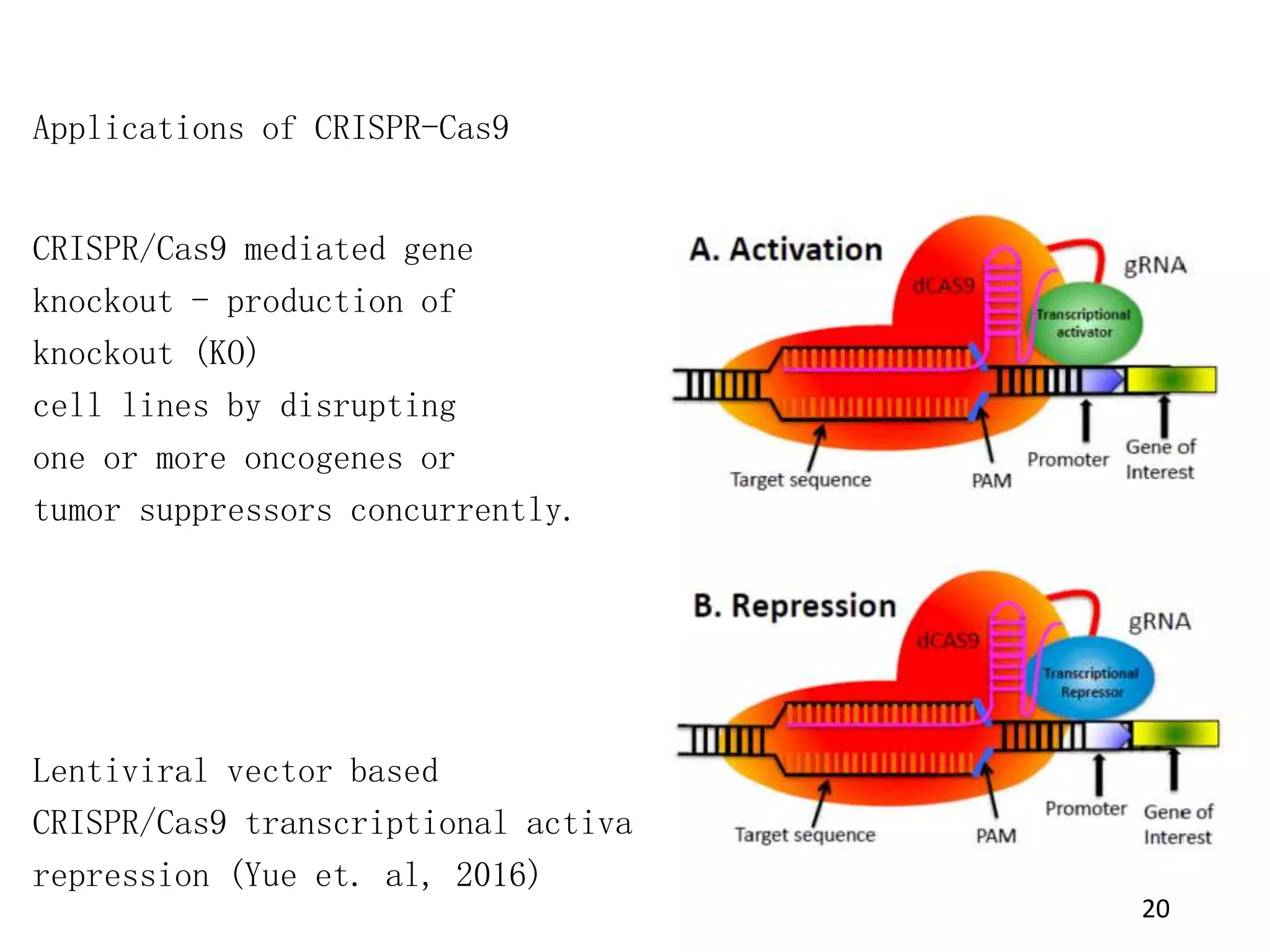 Application of crispr in cancer therapy | PPTX