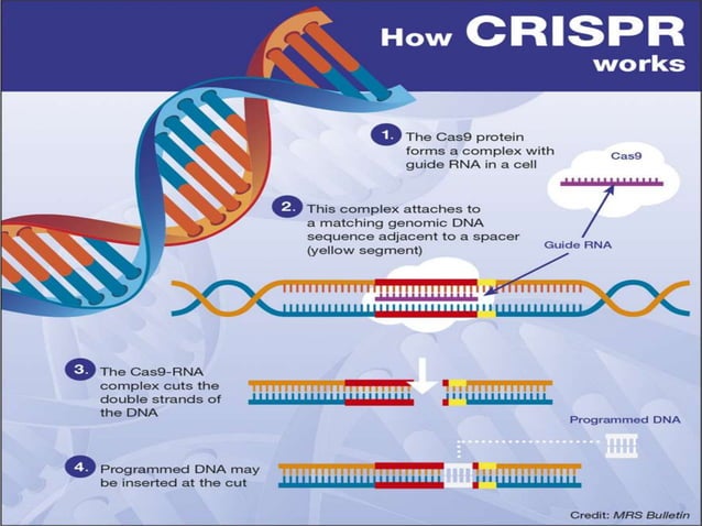 Application of crispr in cancer therapy | PPTX