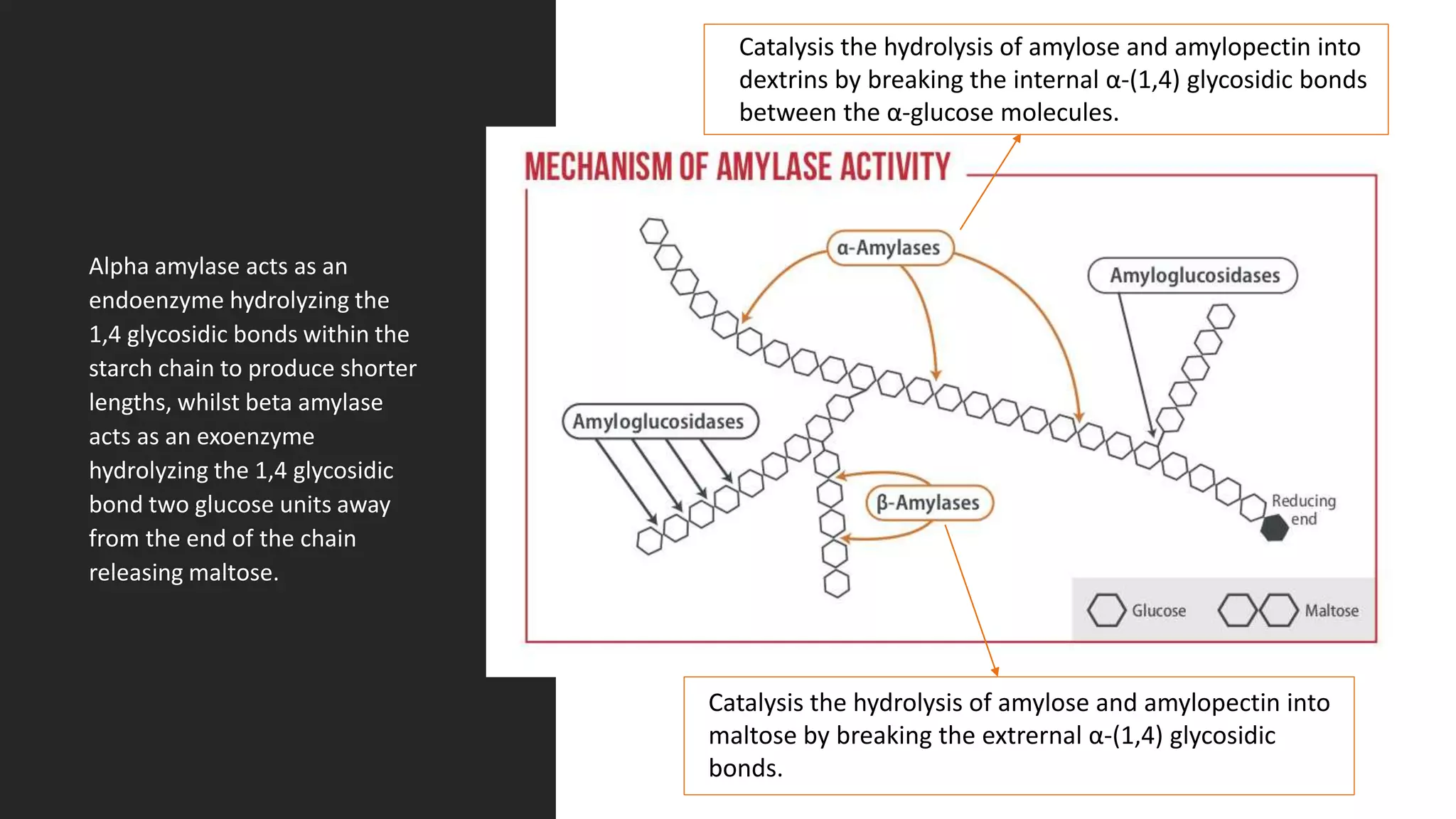 Application of enzymes in beer brewing process.pptx