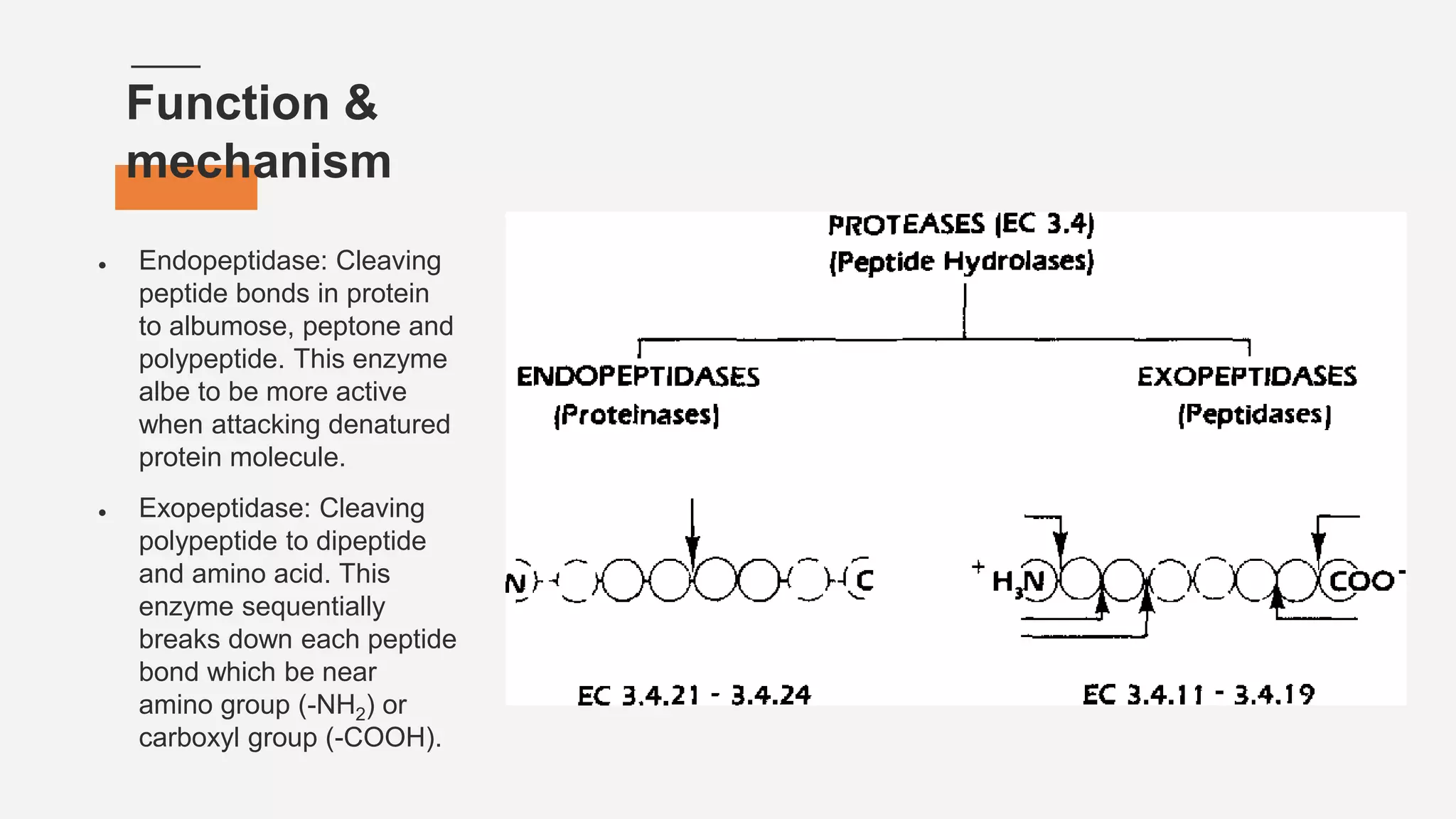 Application of enzymes in beer brewing process.pptx