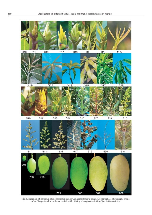 Application of extended bbch scale for phenological | PDF | Biological ...
