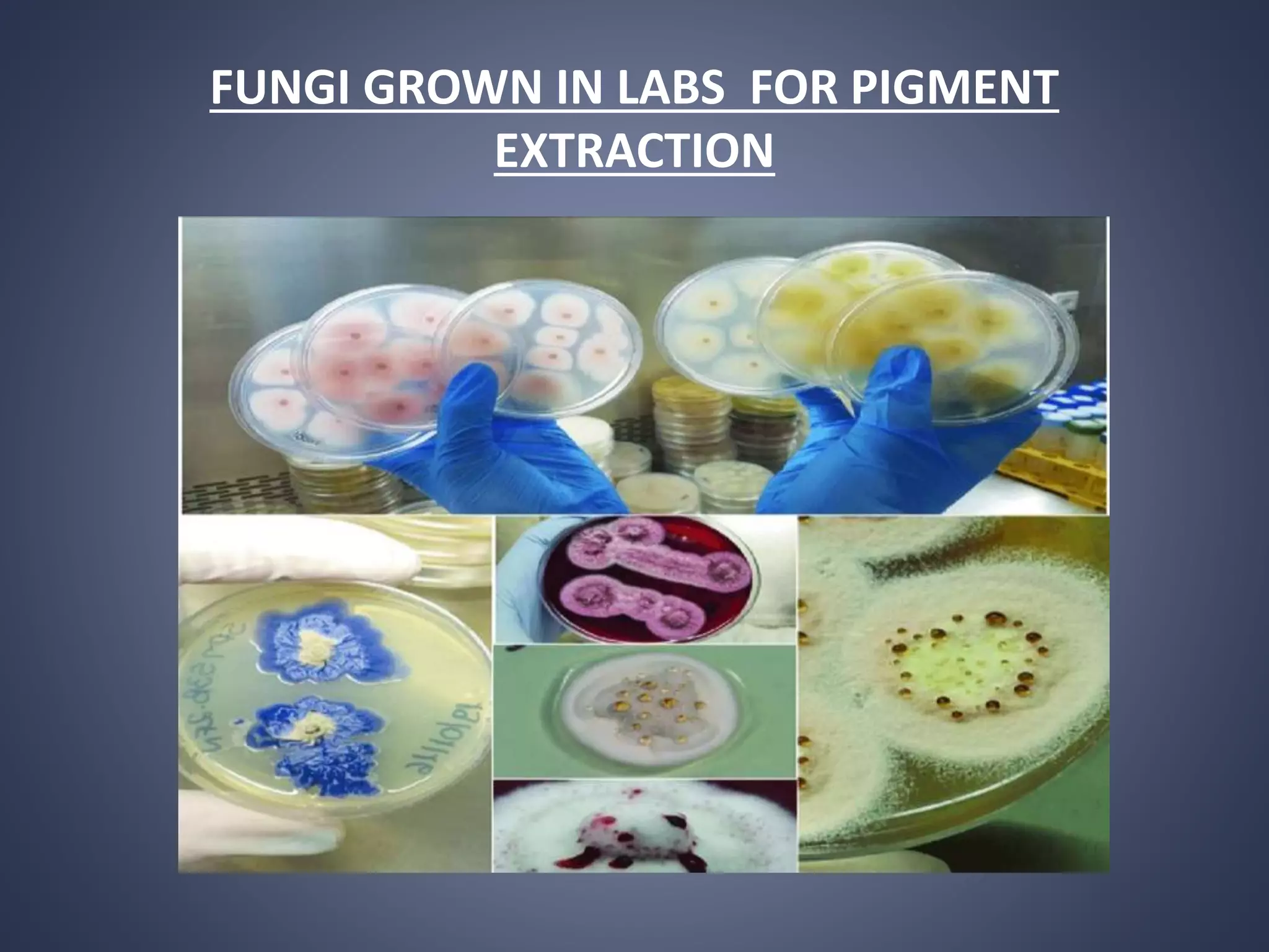Application of fungal pigments in food industry | PPTX