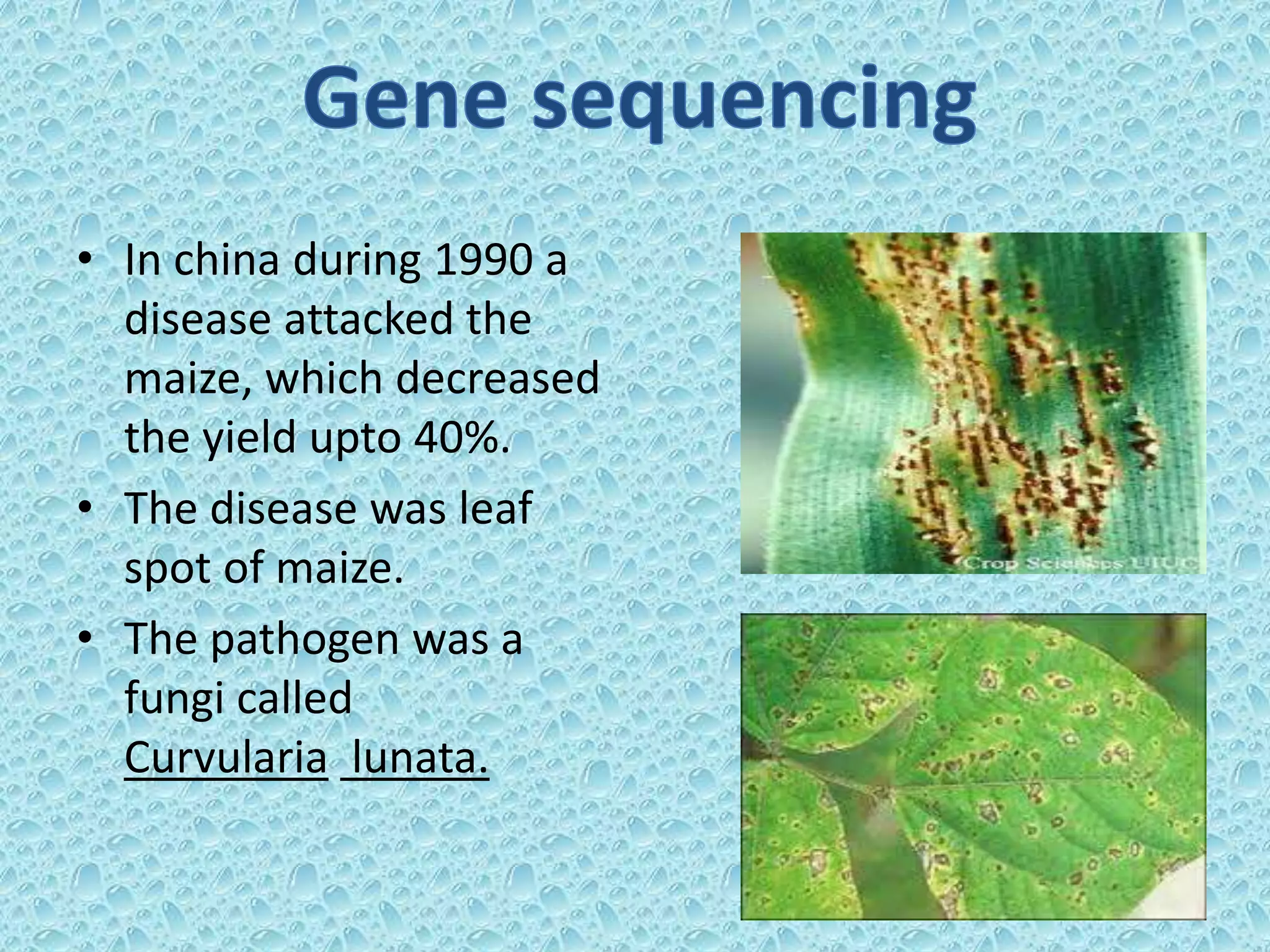 Application of fungi in genetics | PPTX