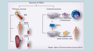 Application of hematopoitic stem cell ( BIOTECHNOLOGY) | PPTX
