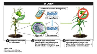 Applications of Microbial biotechnology.pptx
