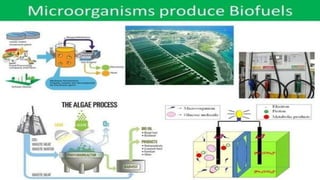Applications of Microbial biotechnology.pptx
