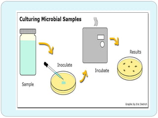 Application of microbiology in pharmaceuticals | PDF